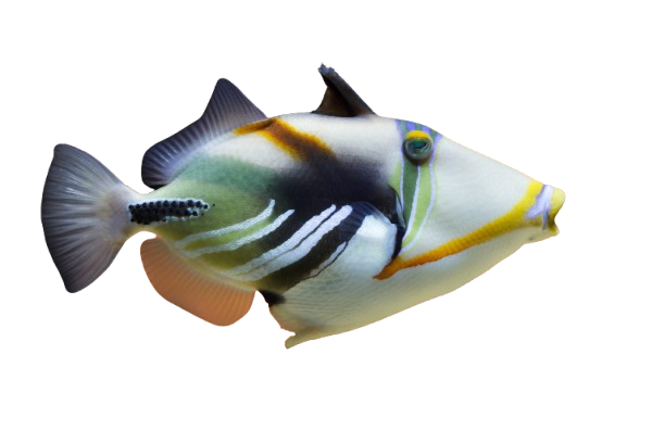 Multiplayer Drawing Simulator